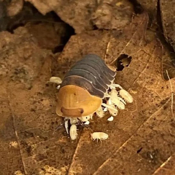 Rubber Ducky Isopod (Cubaris sp. 'Rubber Ducky') for Sale | My Home Nature