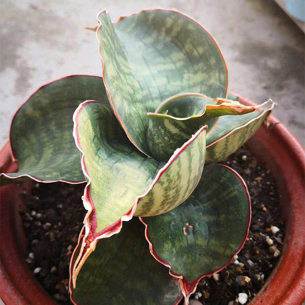 Sansevieria Silver Blue for Sale | My Home Nature