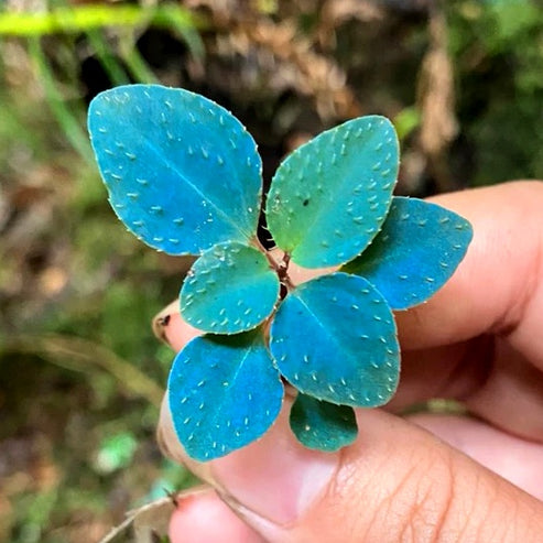 Sarcopyramis parvifolia for Sale | My Home Nature
