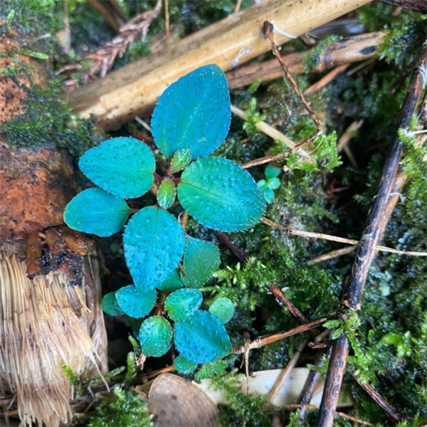 Sarcopyramis parvifolia for Sale | My Home Nature