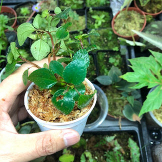 Sarcopyramis parvifolia for Sale | My Home Nature