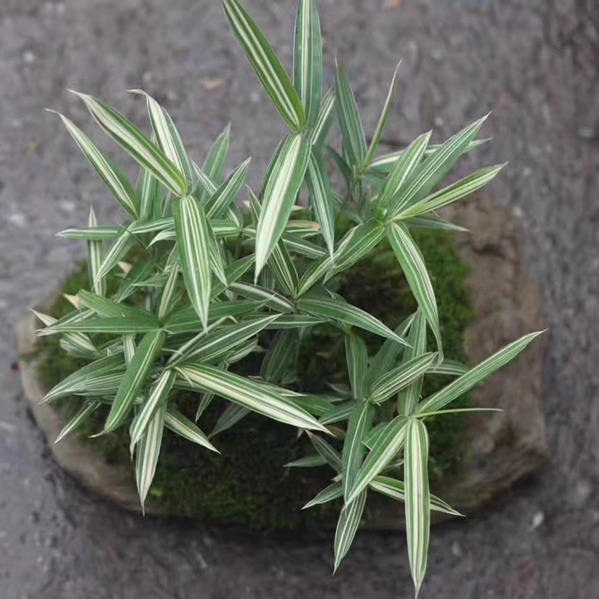 Pleioblastus fortunei ( Sasa fortunei ) for Sale | My Home Nature
