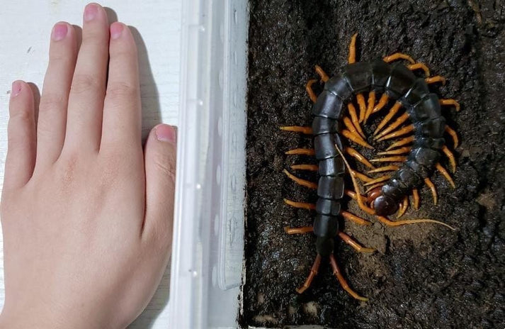 Laos Waterfall Centipede (Scolopendra cataracta) for Sale | My Home Nature