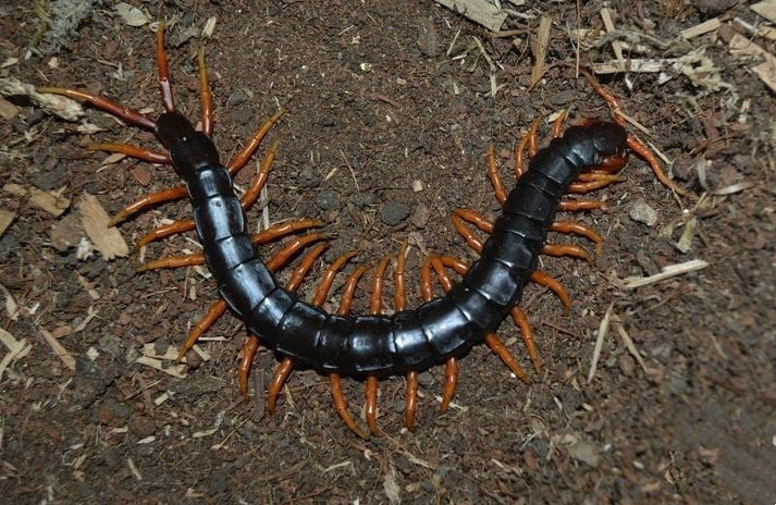 Laos Waterfall Centipede (Scolopendra cataracta) for Sale | My Home Nature