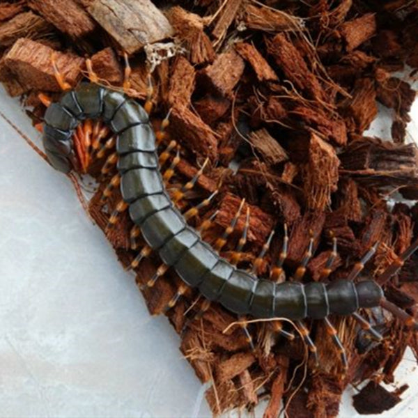 Chinese Giant Tiger Leg Centipede (Scolopendra hainanum) for Sale | My ...