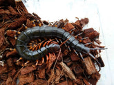 Centipedes – My Home Nature