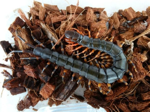 Chinese Giant Tiger Leg Centipede (Scolopendra hainanum) for Sale | My ...