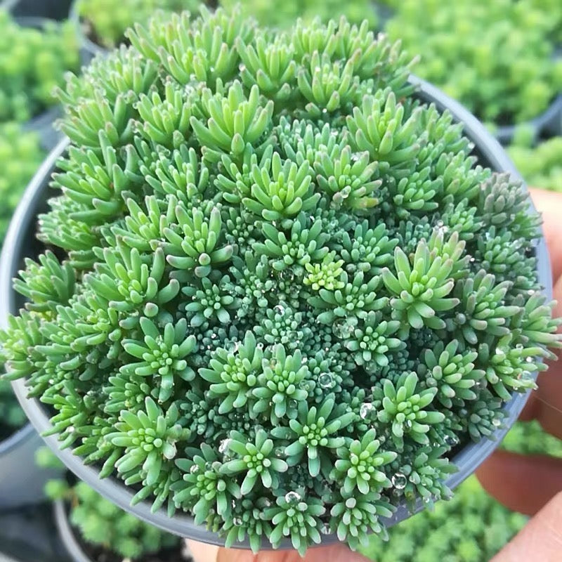 Sedum hispanicum (Spanish Stonecrop) for Sale | My Home Nature