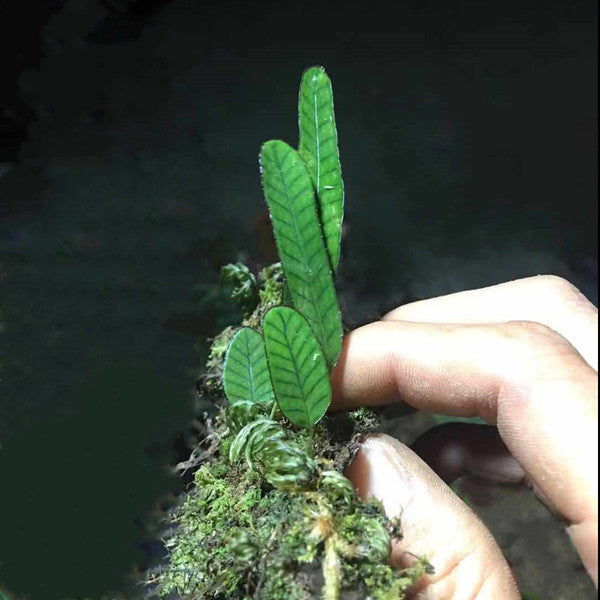 Selliguea rhynchophylla for Sale | My Home Nature