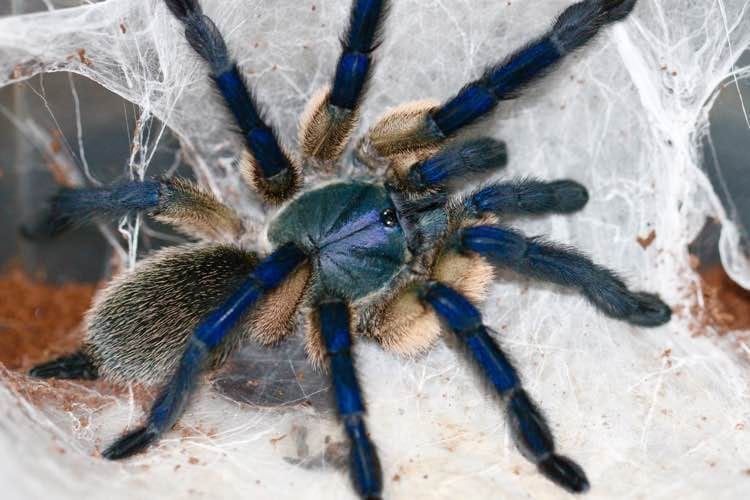 Socotra Island Blue Baboon Tarantula (Monocentropus balfouri) for Sale ...