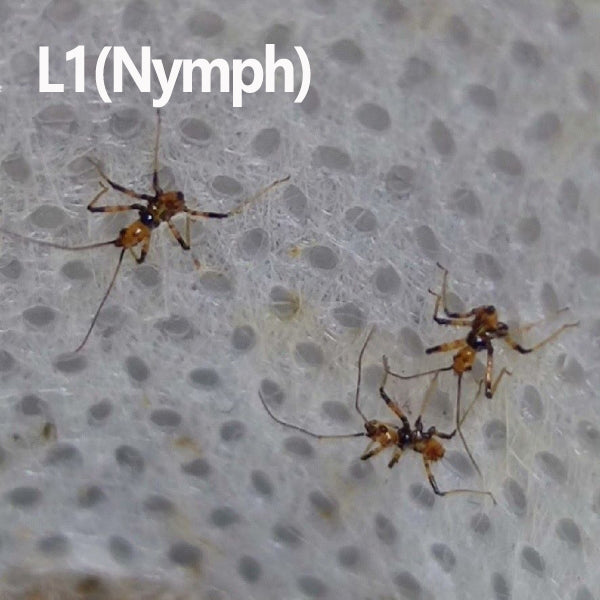 Sphedanolestes impressicollis for Sale | My Home Nature