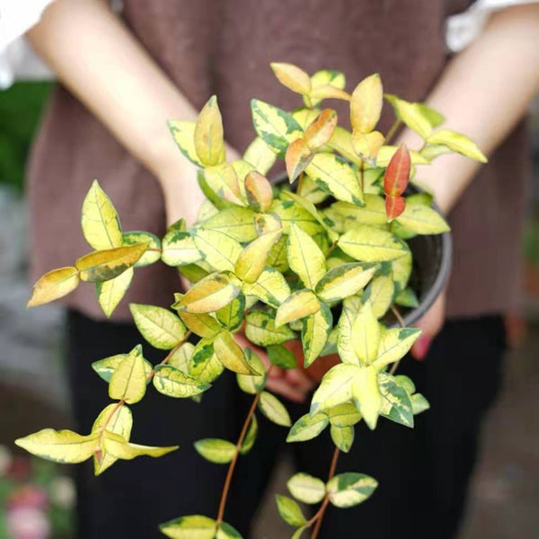 Summer Sunset Jasmine（Trachelospermum asiaticum） for Sale | My Home Nature