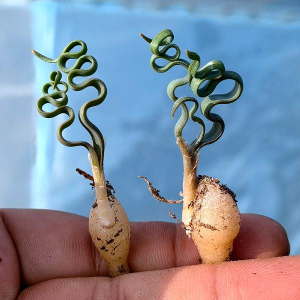 Trachyandra tortilis for sale – My Home Nature