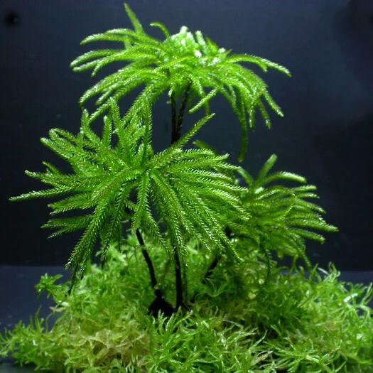 Tree Climacium Moss (Climacium dendroides) for Sale | My Home Nature