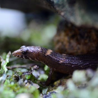Chinese Water Skink (Tropidophorus sinicus) for Sale | My Home Nature