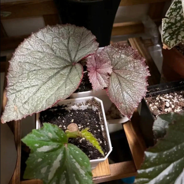 Begonia U093 for sale – My Home Nature