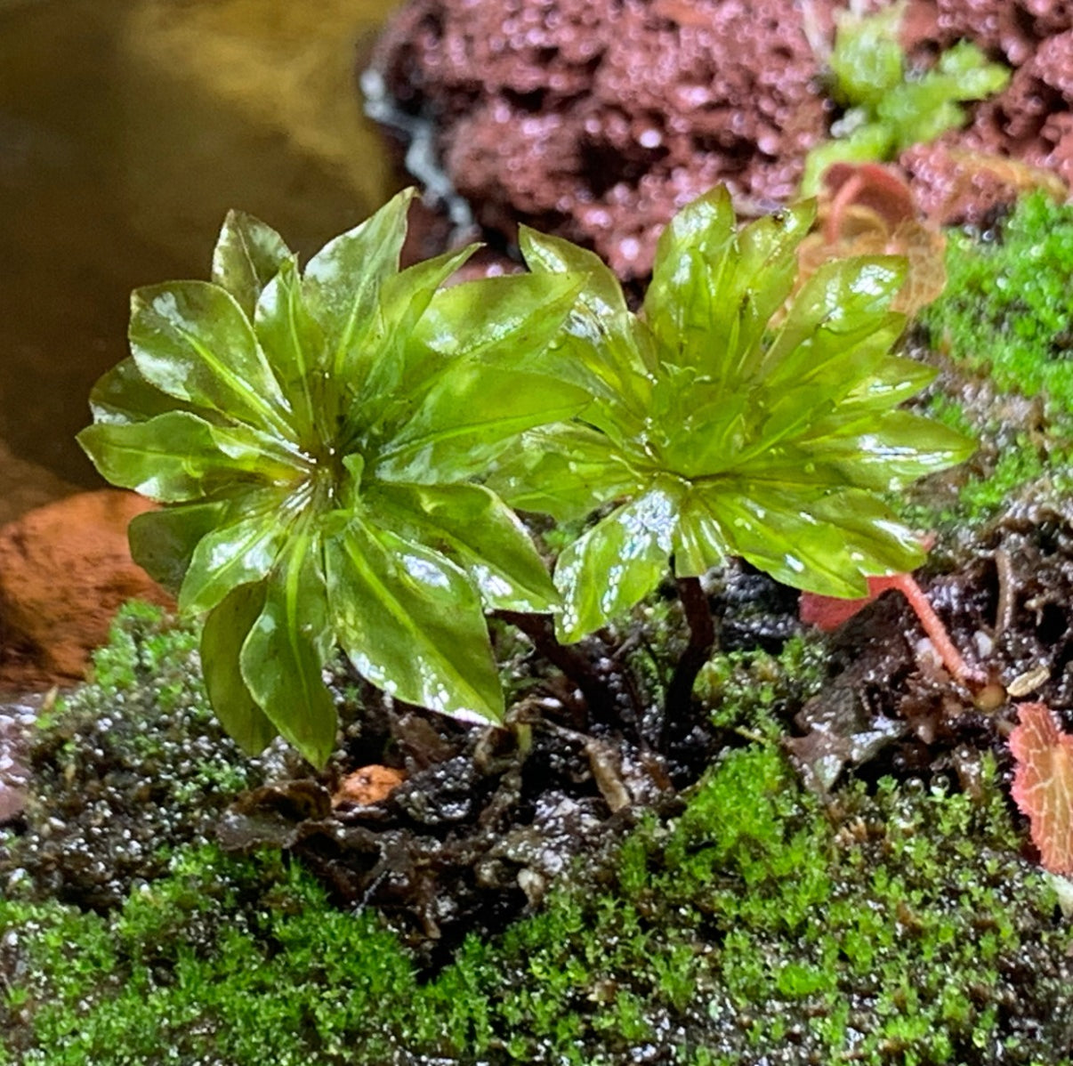 Umbrella Moss (Rhodobryum giganteum) for Sale | My Home Nature