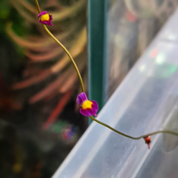 Utricularia welwitschii for sale – My Home Nature