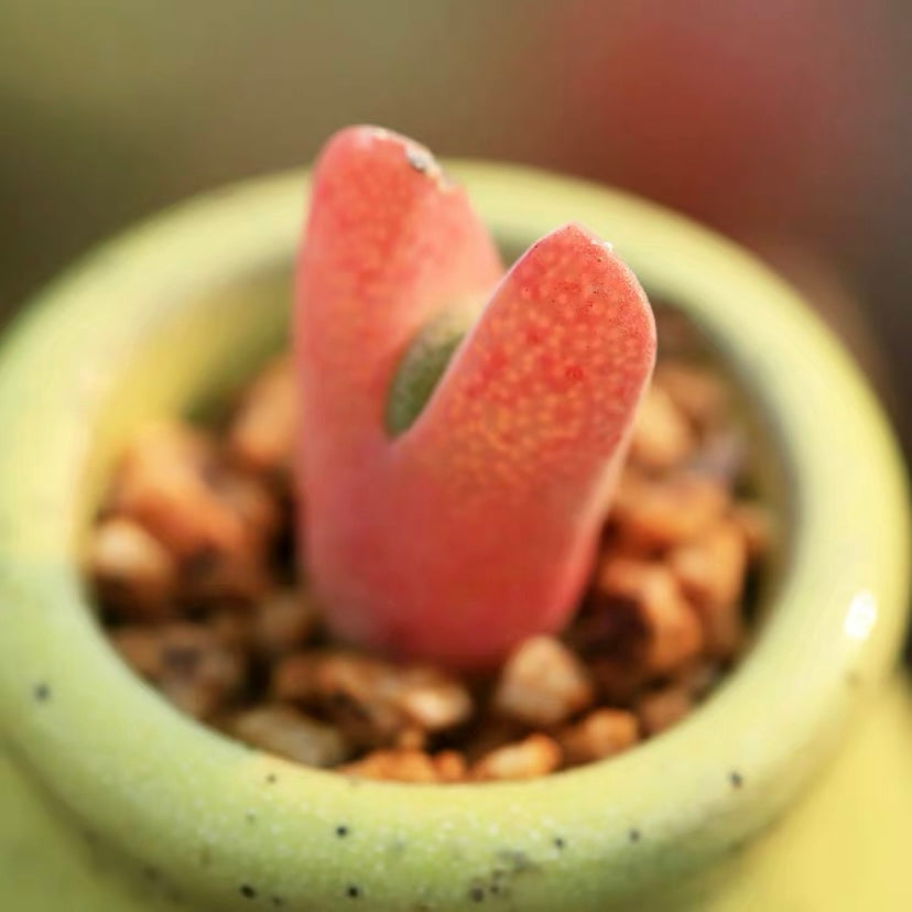 Victory Plant (Cheiridopsis vanzylii) for Sale | My Home Nature