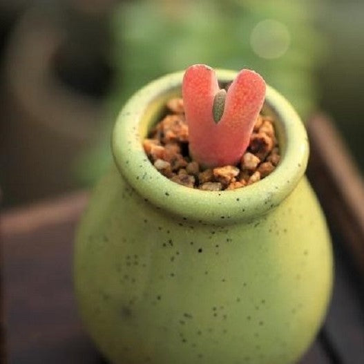 Victory Plant (Cheiridopsis vanzylii) for Sale | My Home Nature