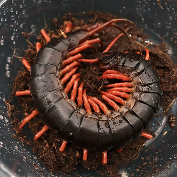 Vietnam Giant Red Legs Centipede (Scolopendra dehaani) for Sale | My ...