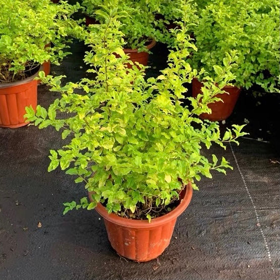 Wax-leaf privet (Ligustrum japonicum 'Howardii') for Sale | My Home Nature