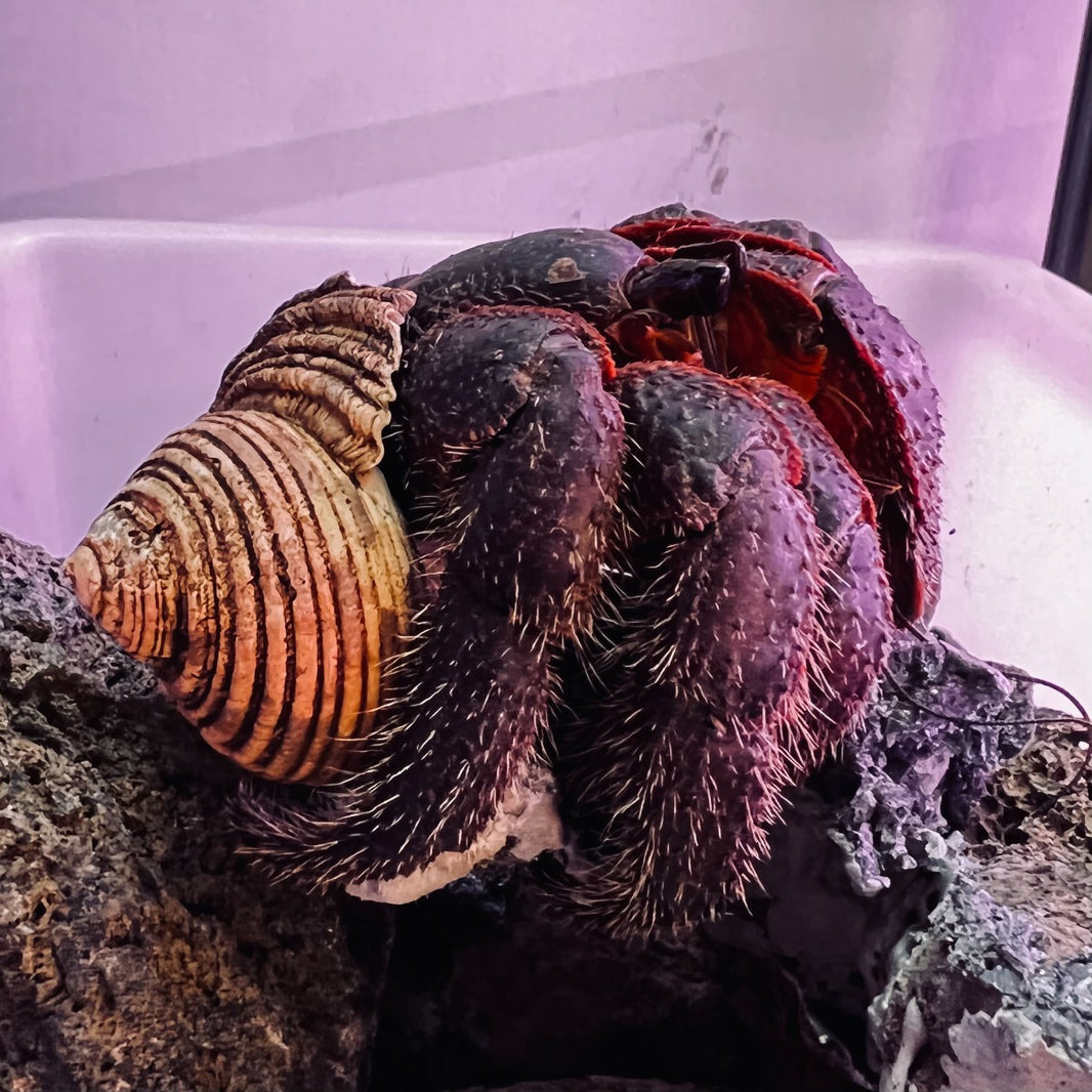 Land Hermit Crab – My Home Nature